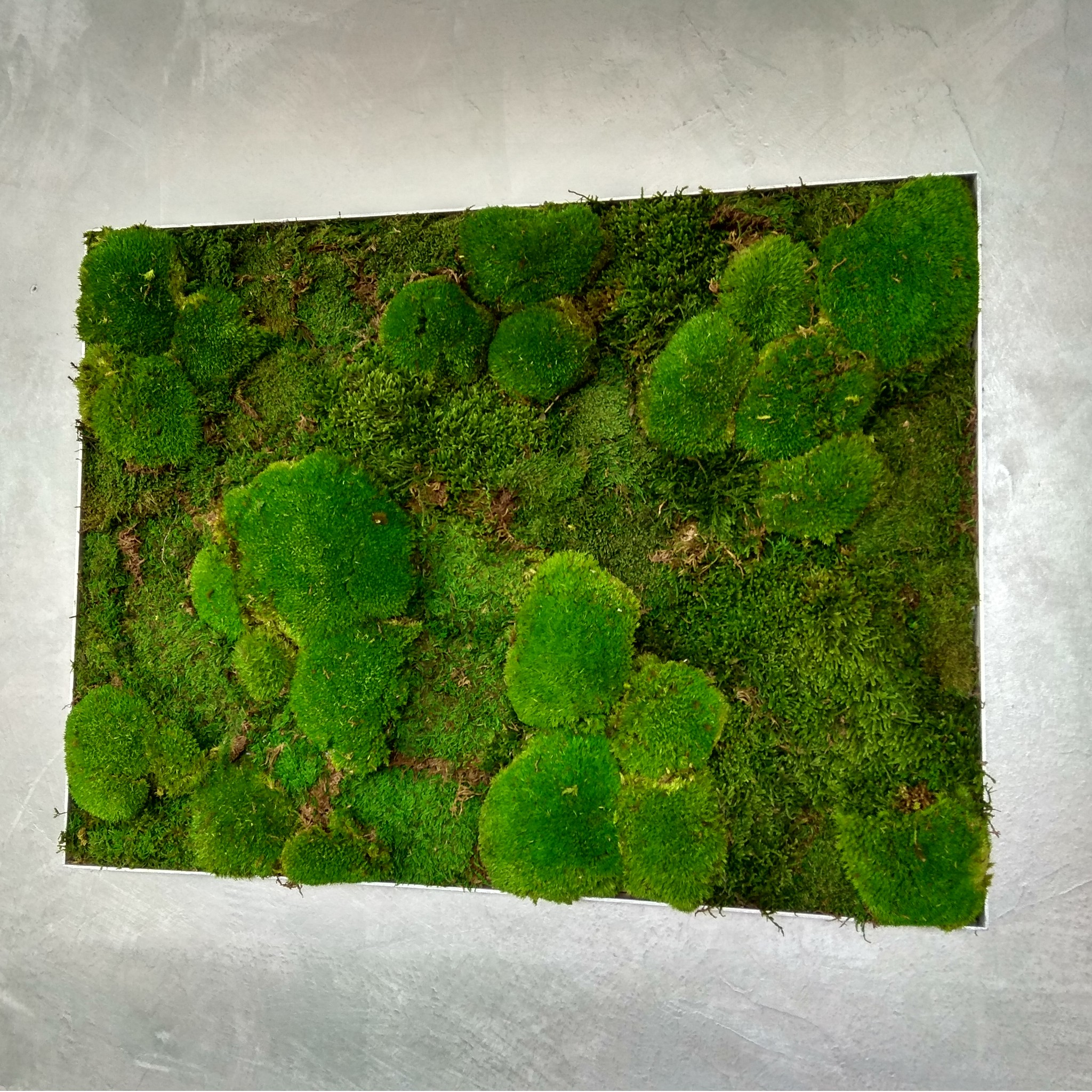 Moosbilder - Moderne Wandgestaltung mit ein Stück Natur