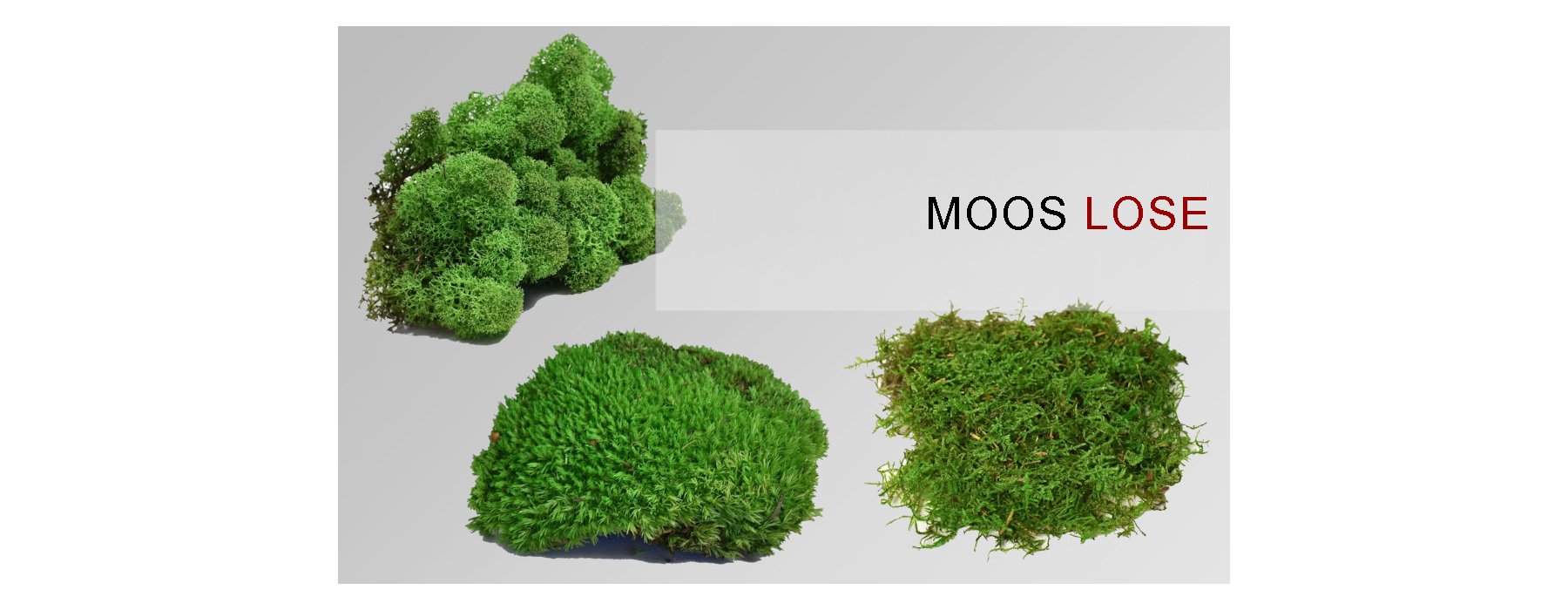 Moos lose online kaufen - Islandmoos - Waldmoos - Polstermoos